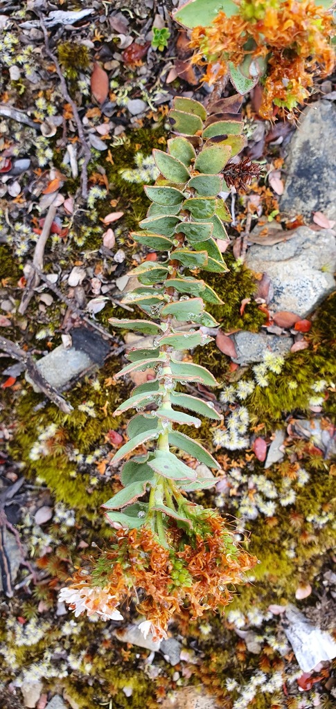 Veronica gibbsii in January 2022 by Chris Ecroyd. Note the glaucous ...