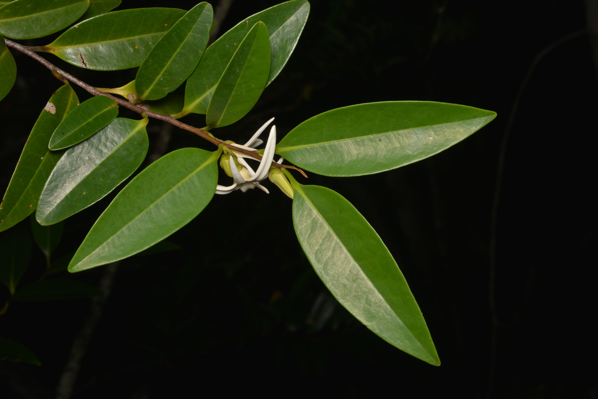 Xylopia L.