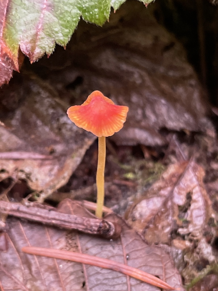 orange bonnet from SW 325th Pl, Federal Way, WA, US on January 16, 2022 ...