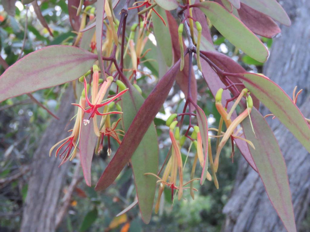 creeping mistletoe from Wapengo NSW 2550, Australia on January 14, 2022 ...