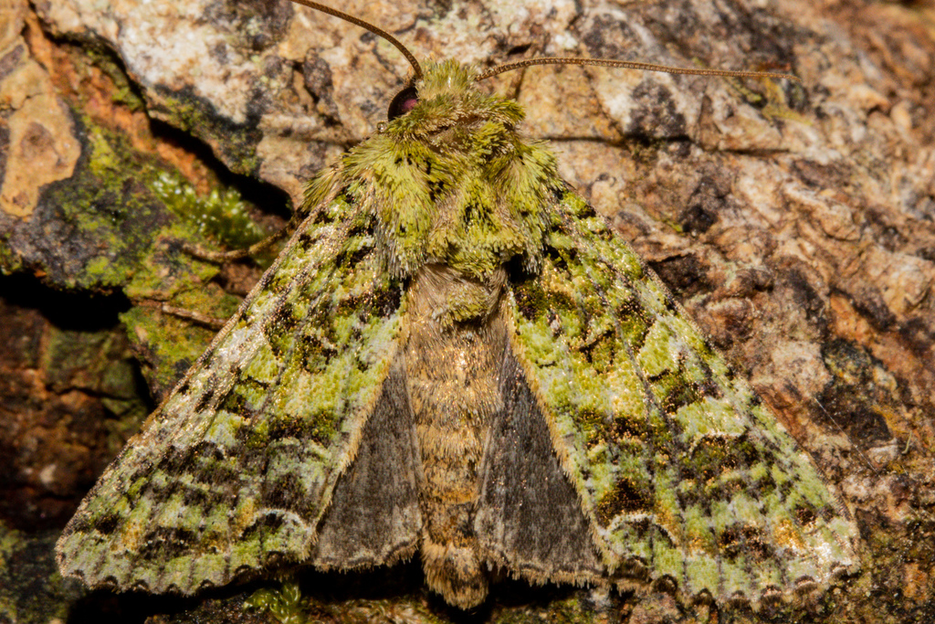Meterana tetrachroa from Clutha District, Otago, New Zealand on January ...