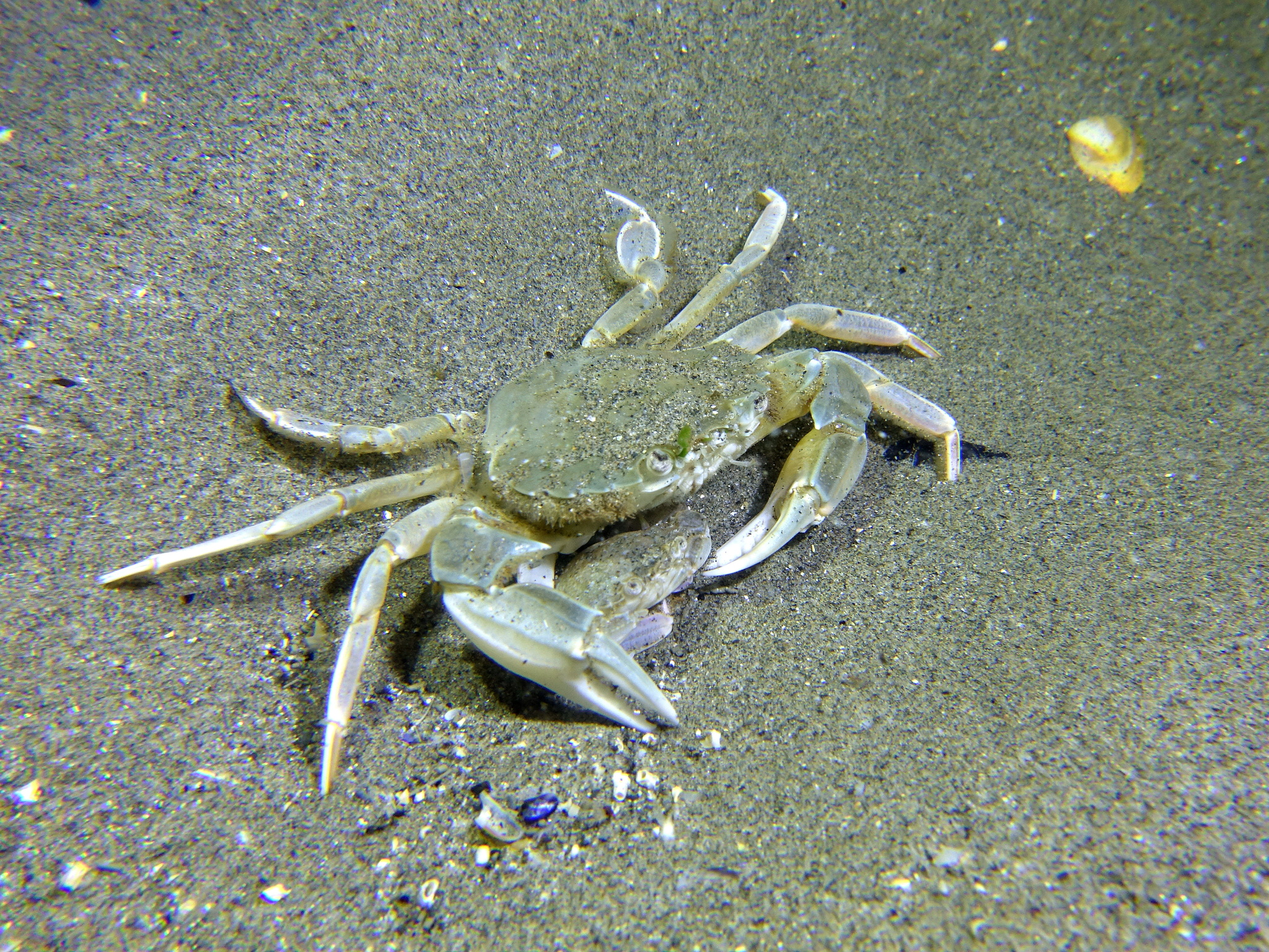 Liocarcinus vernalis (Risso, 1827)