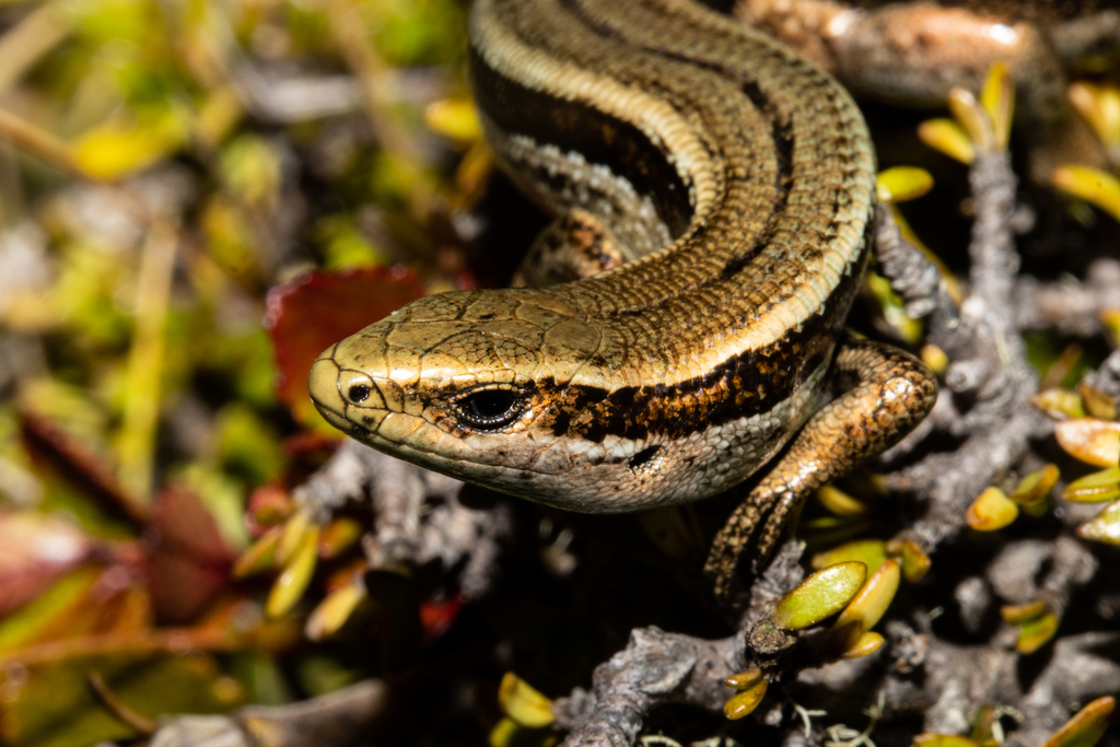 Eyres skink (Lizards of Aotearoa ) · iNaturalist