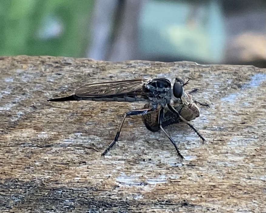 Cerdistus from Rosyth Rd, Rye, VIC, AU on January 19, 2022 at 07:33 PM ...