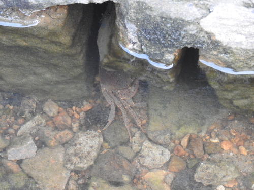 Lamella lamellifrons · iNaturalist