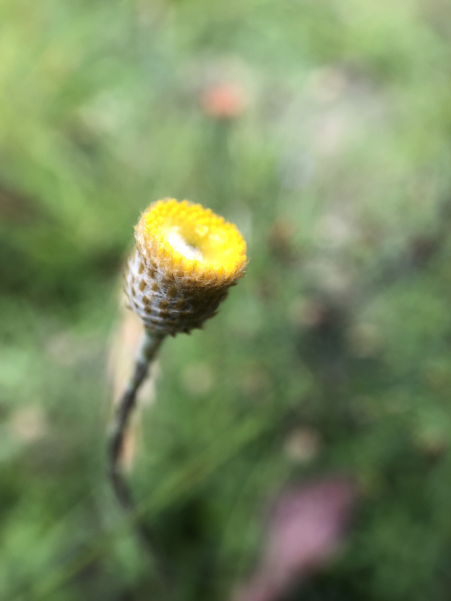 Leptorhynchos squamatus (Labill.) Less.