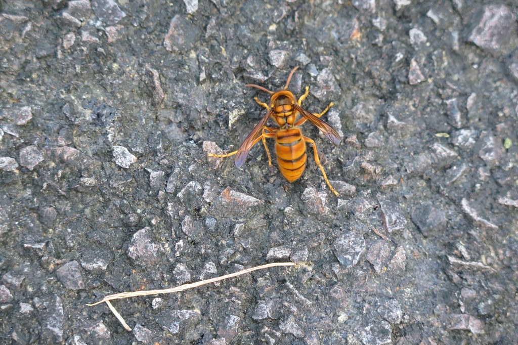 Japanese yellow hornet from Kumomo, Tosashimizu, Kochi 787-0244, Japan ...