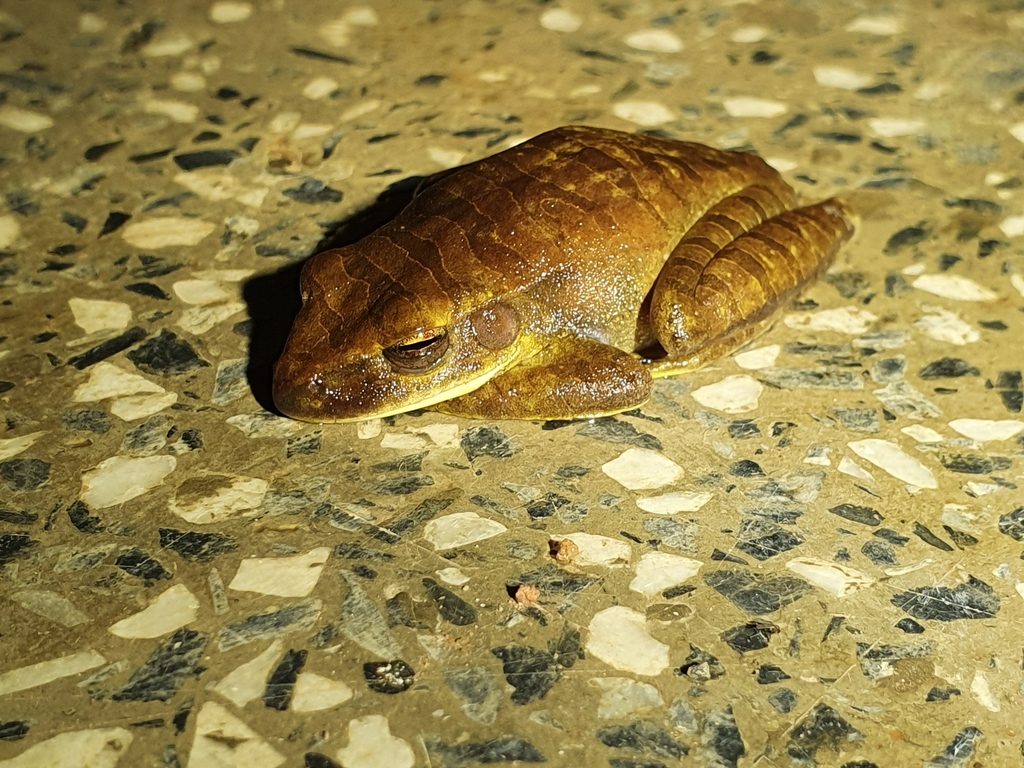 Chaco Tree Frog from Chácara Toca da Sanã, Alta Floresta on January 12 ...