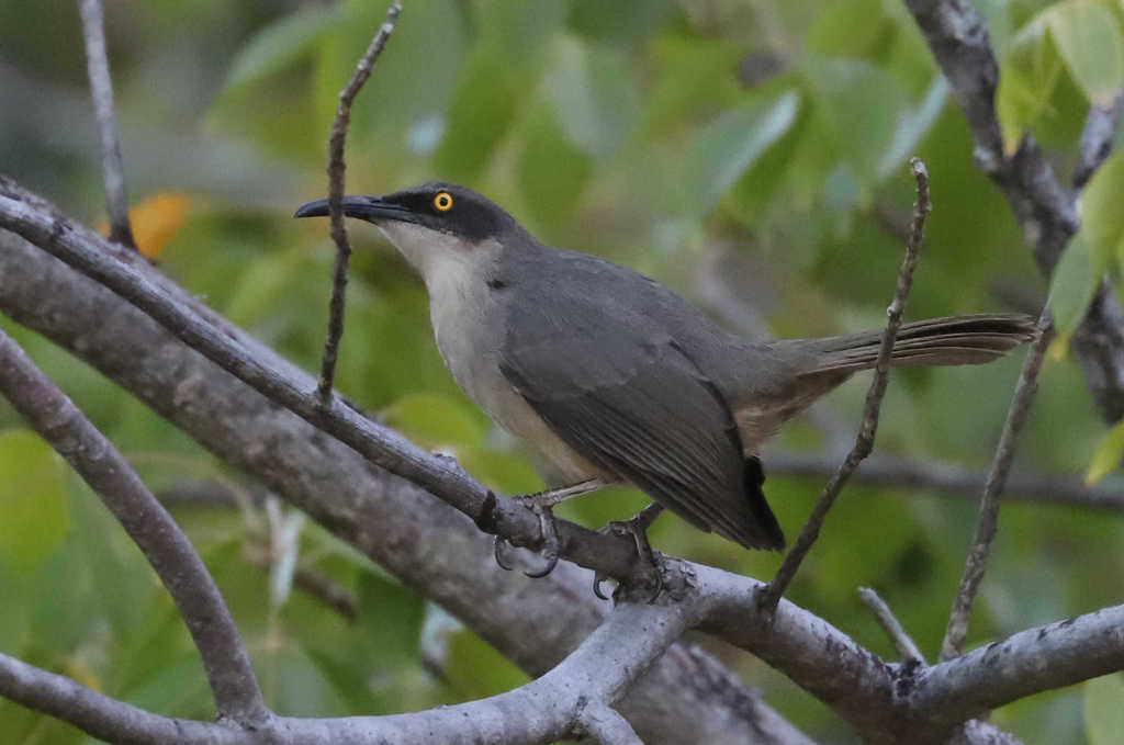Gray Trembler from Anse Chastenet Room, Soufriere, St Lucia on January ...