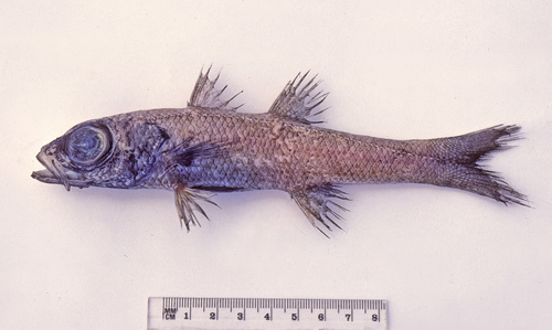 Robust Deepsea Cardinalfish (Epigonus robustus) · iNaturalist