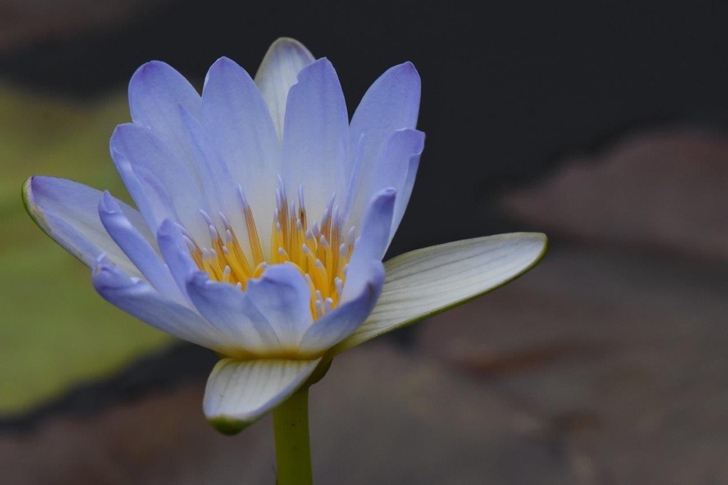 Blue Water Lily (Nymphaea nouchali caerulea) - Botanical Realm