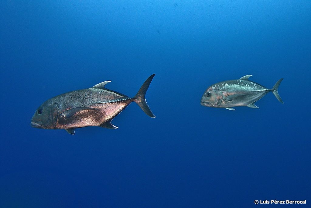 Giant Trevally (Caranx ignobilis) - Marine Life Identification
