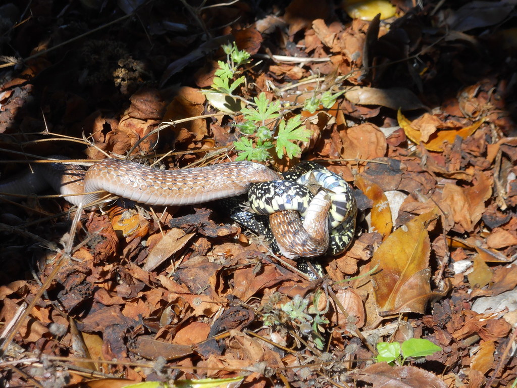 Speckled Kingsnake in May 2018 by anurana. Kingsnake strangling and ...