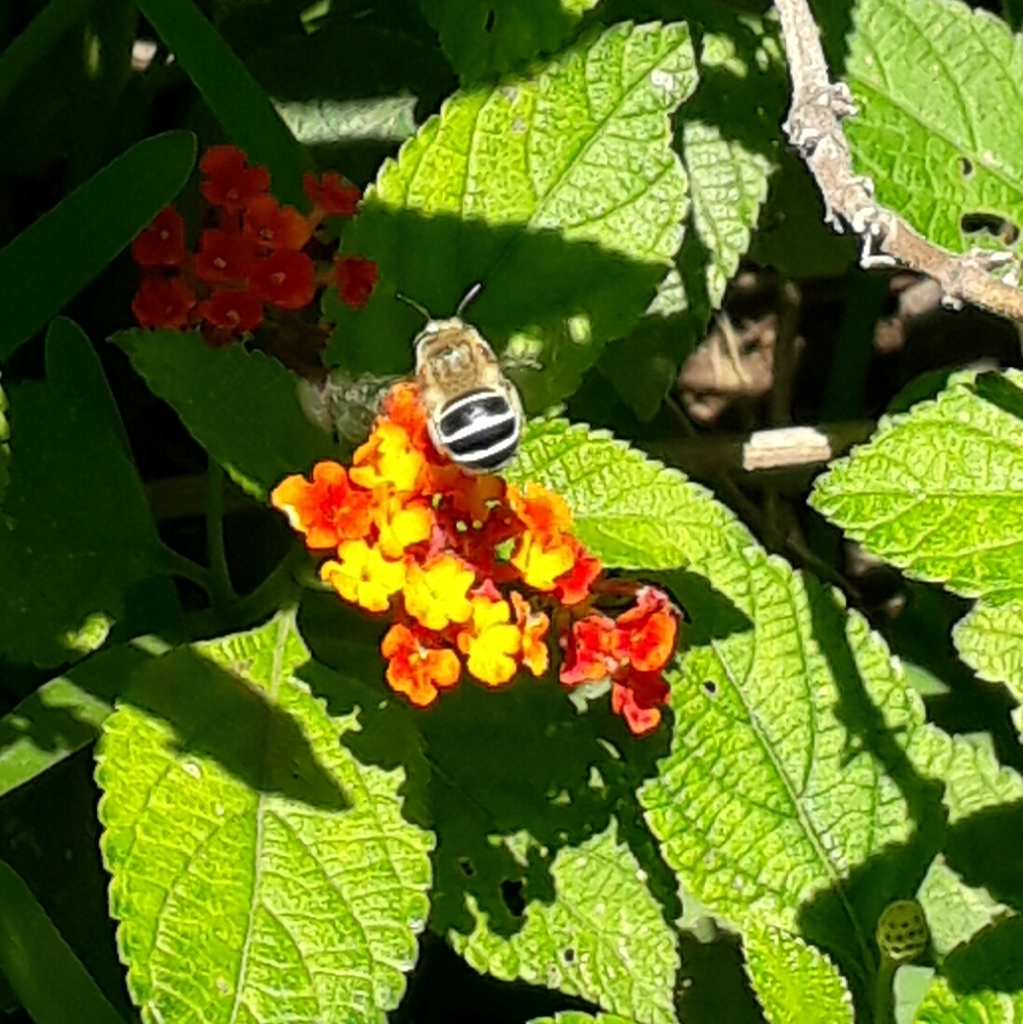 California Digger Bee from Pedro de Alba SN-S CIUDAD UNIVERSITARIA ...