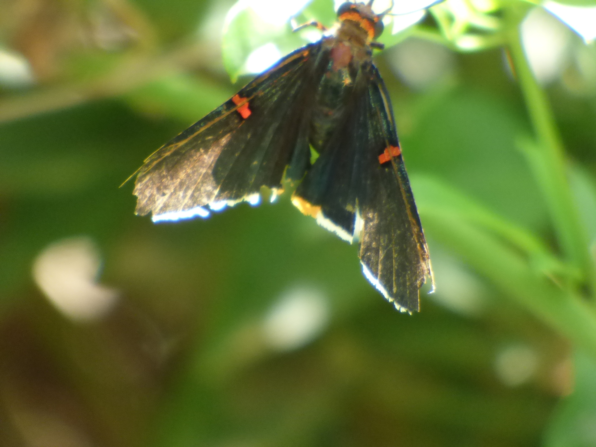 Phocides polybius (Fabricius, 1793)