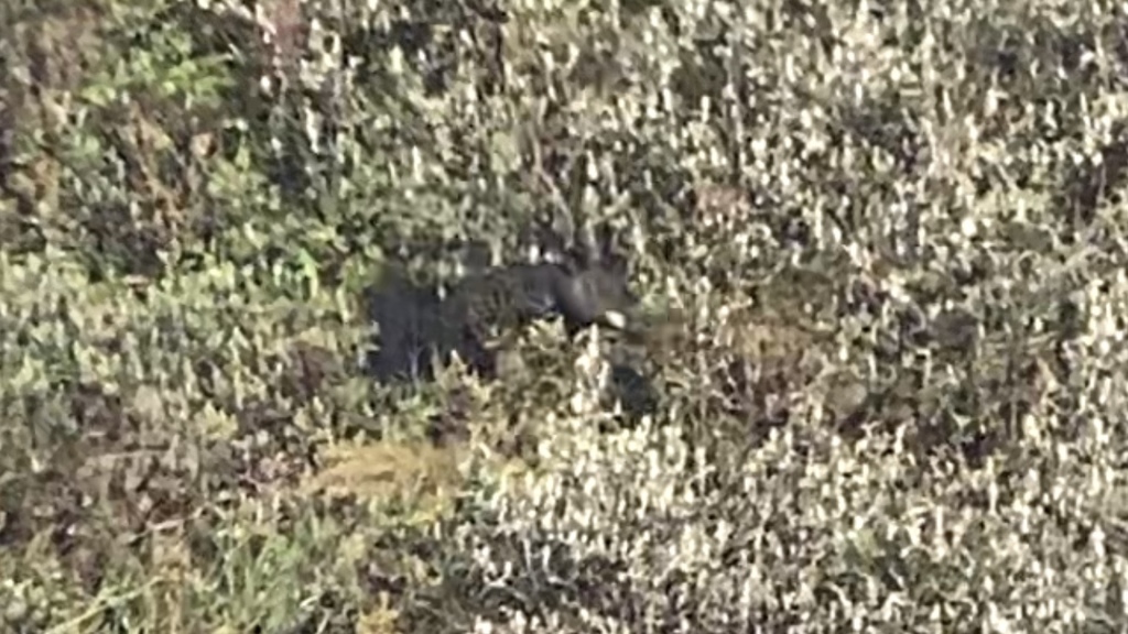 Mountain Tapir in January 2022 by Ryan Zucker · iNaturalist