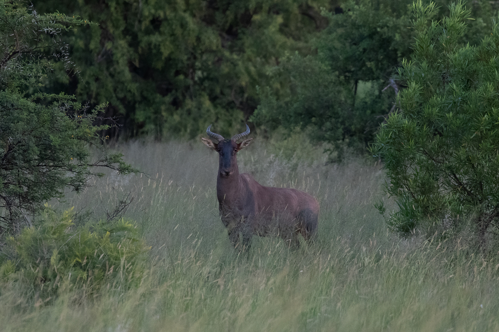 Common Tsessebe in January 2022 by Andre Harmse · iNaturalist