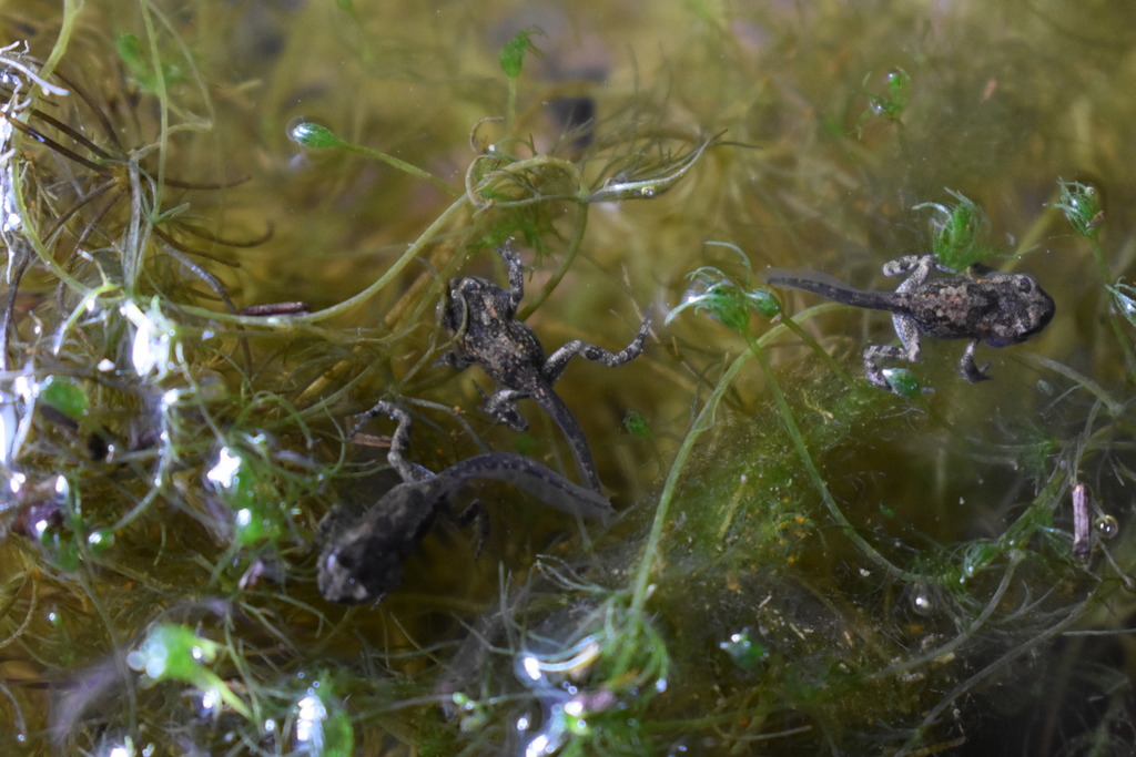 Karoo Toad from Namakwa, South Africa on January 15, 2022 at 01:28 PM ...