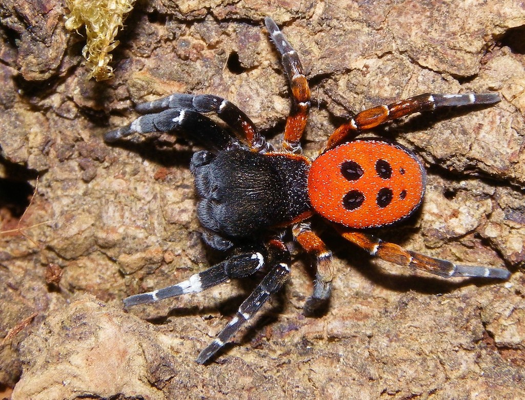 Ladybird Spider from Barcelona, España on April 12, 2009 at 12:57 AM by ...