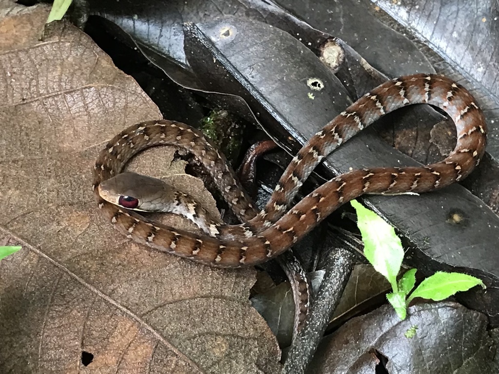 Barred Forest Racer from San Carlos, Alajuela, CR on January 19, 2022 ...