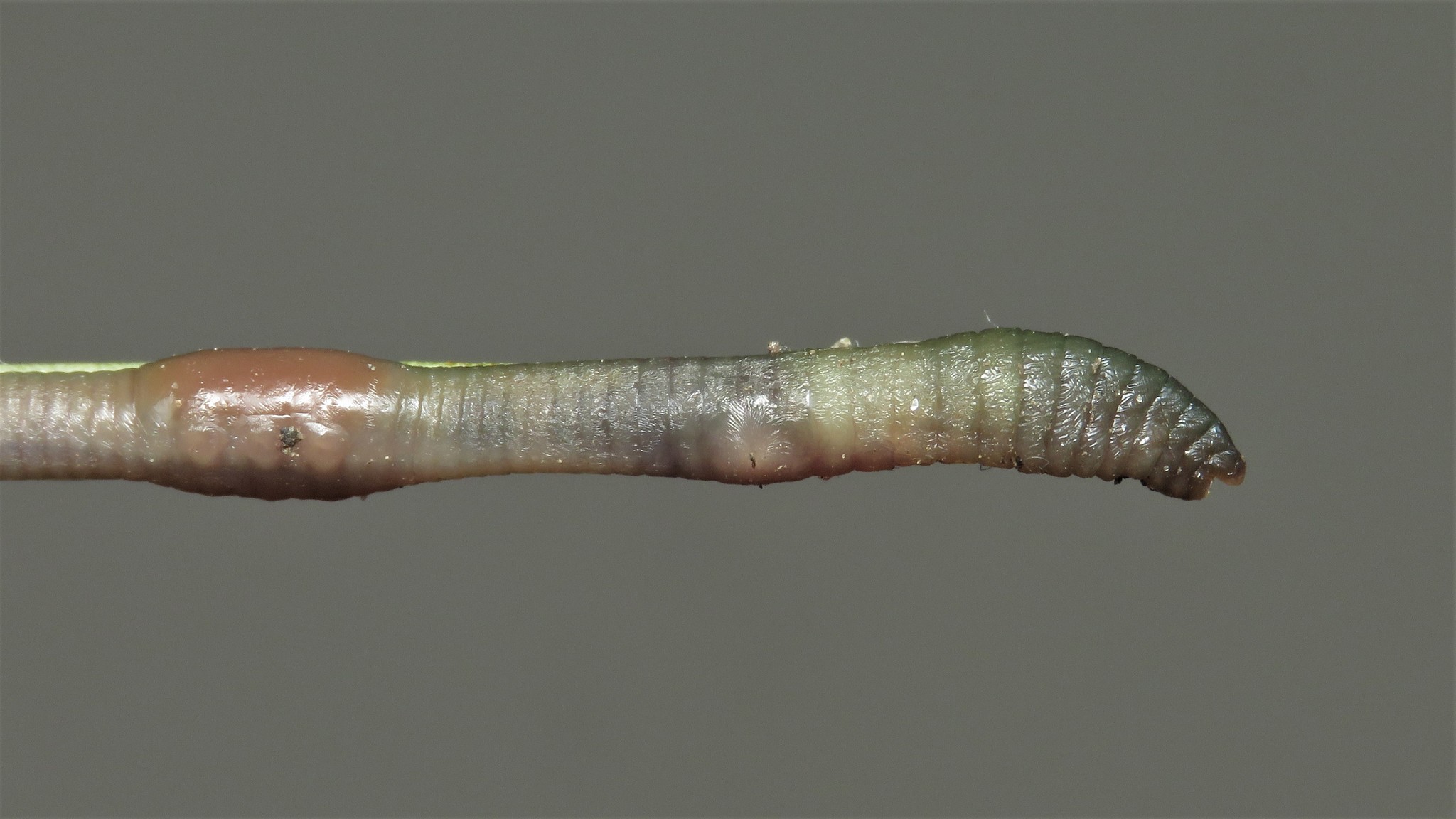 Allolobophora chlorotica (Savigny, 1826)