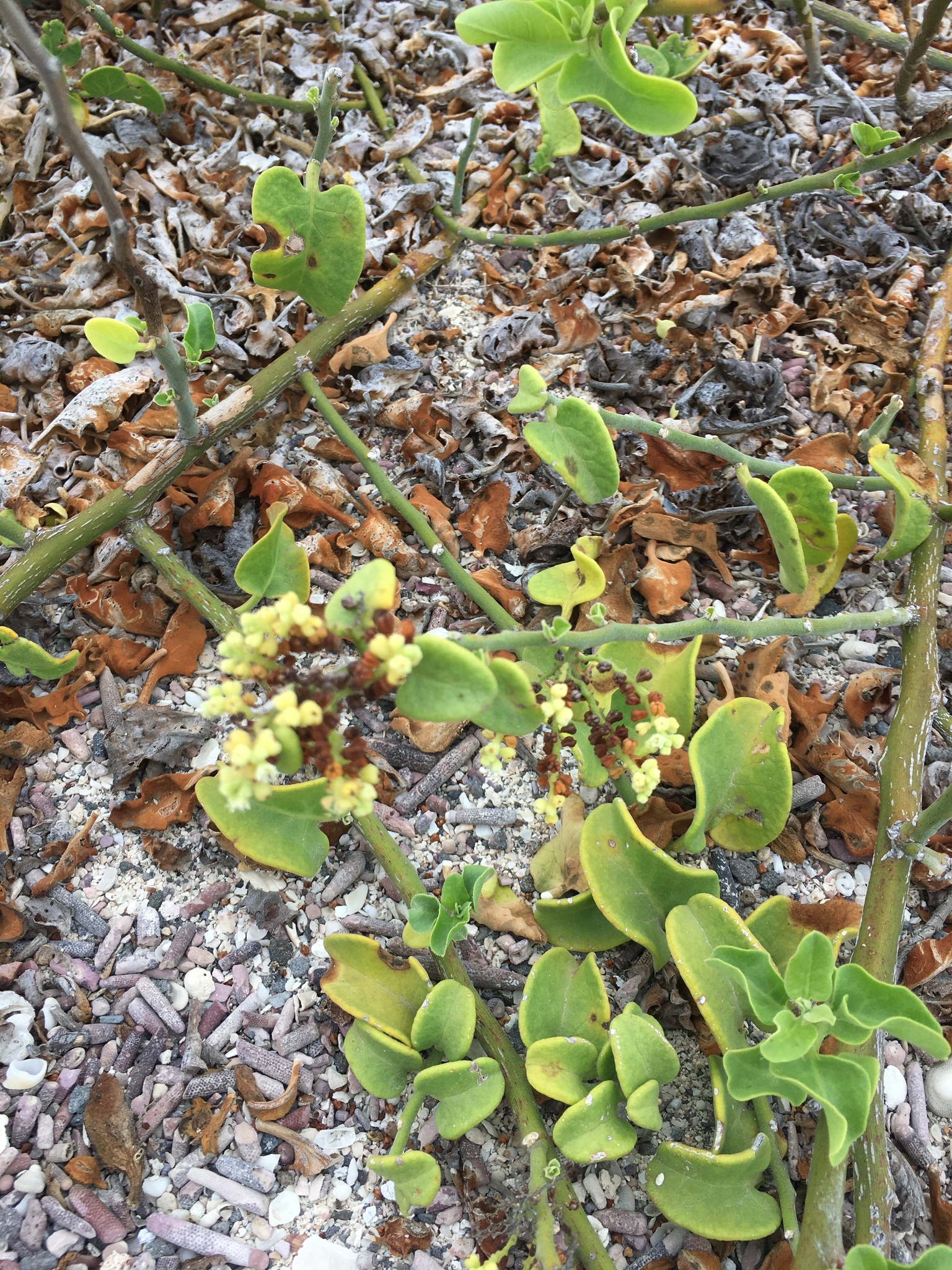 Cryptocarpus pyriformis Kunth