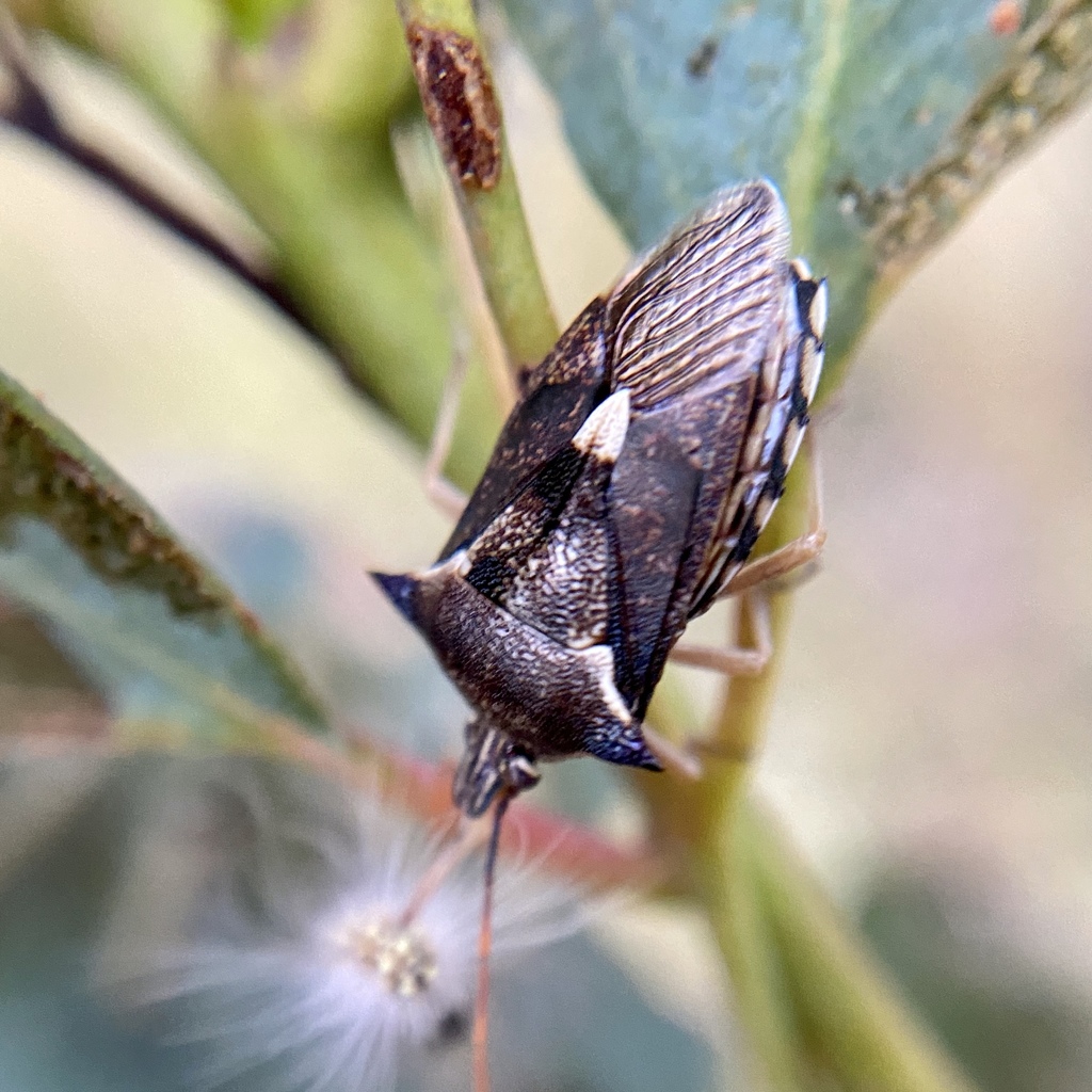 Schellenberg's soldier bug from Weirs Rd, Armidale, NSW, AU on January ...