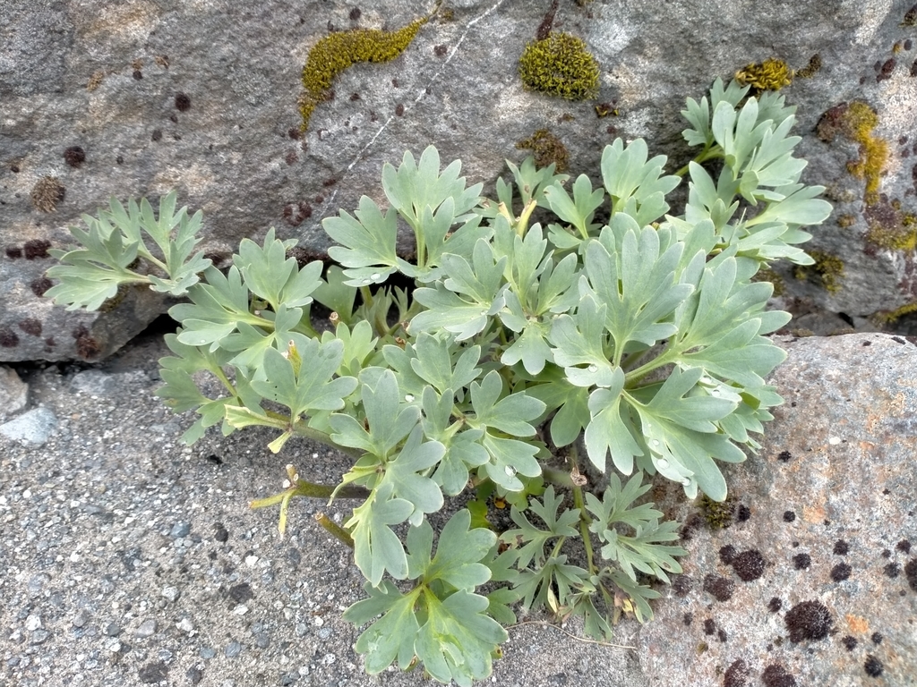 Ranunculus buchananii from 9679, New Zealand on January 17, 2022 at 12: ...