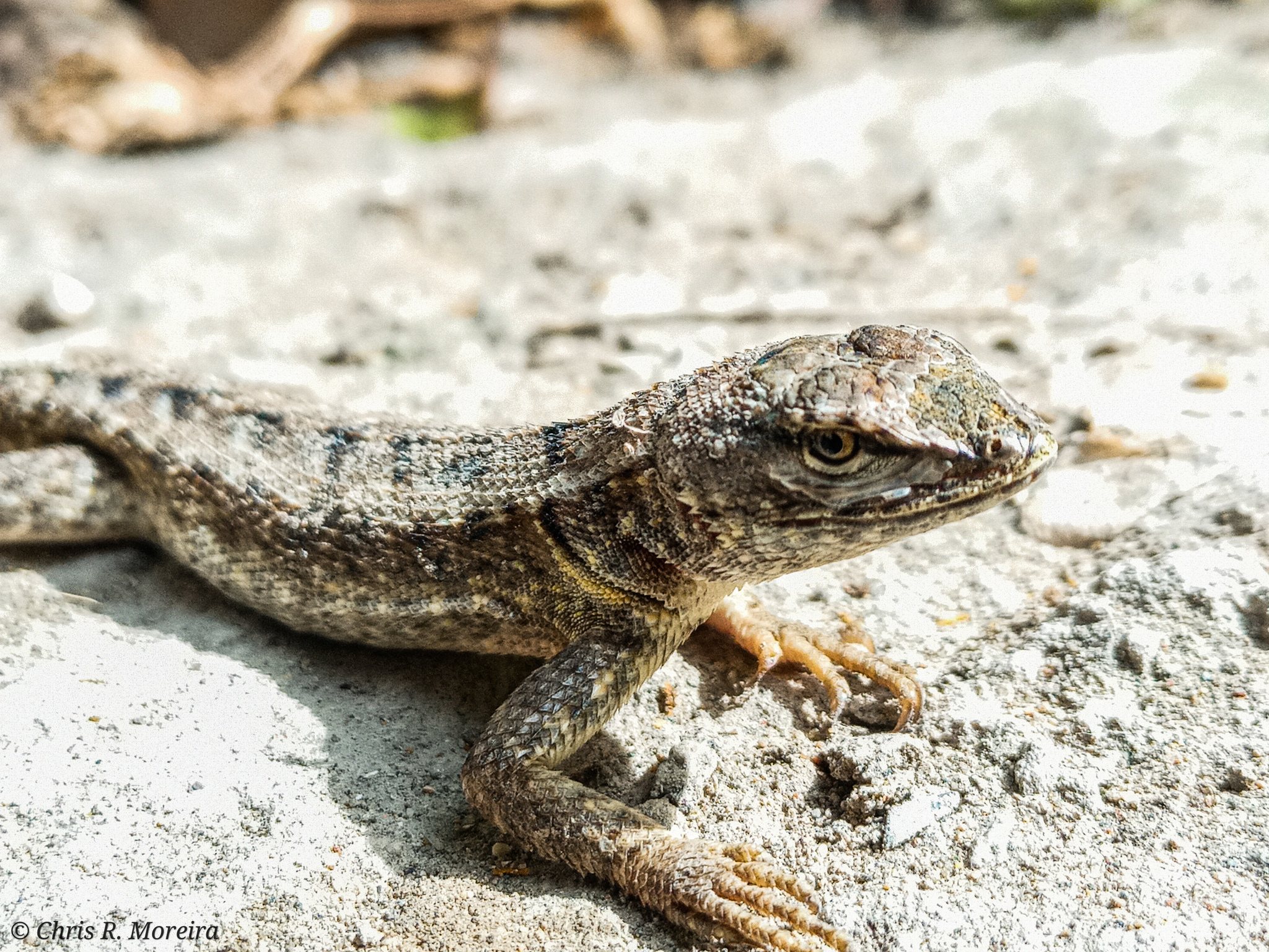 Microlophus occipitalis (Peters, 1871)