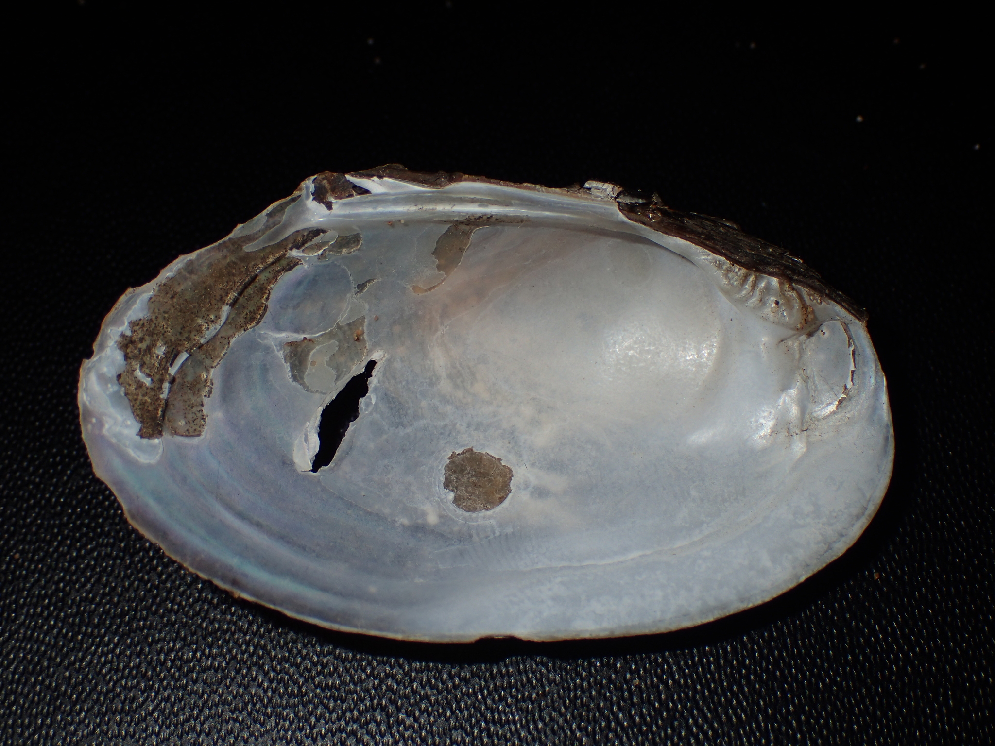 Lampsilis radiata (Gmelin, 1791)