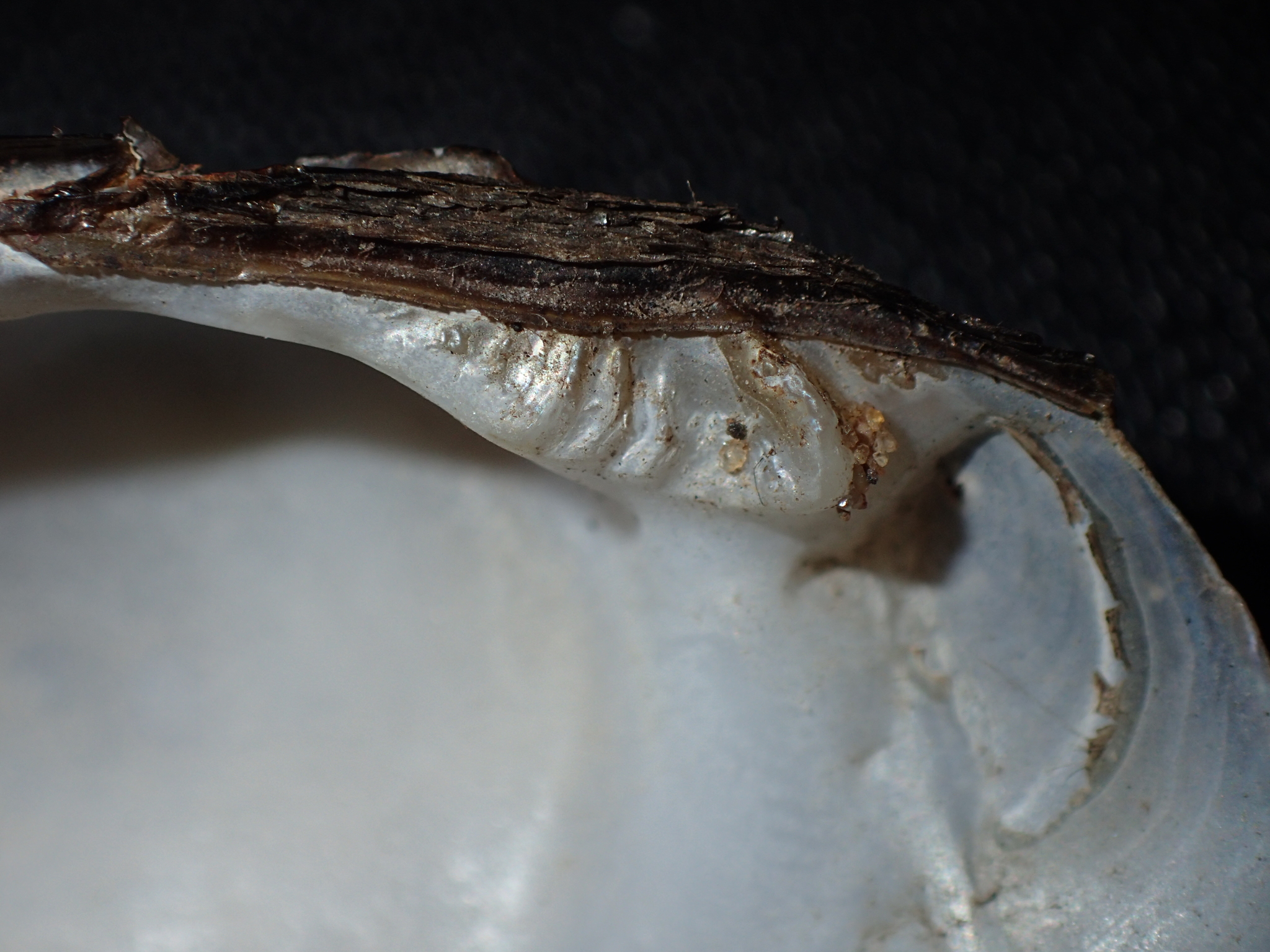 Lampsilis radiata (Gmelin, 1791)