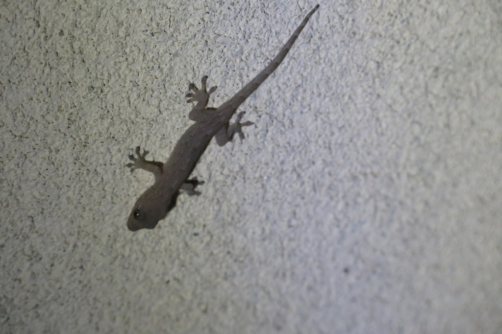 Japanese Giant Gecko from Mishohirajo, Ainan, Minamiuwa District, Ehime ...