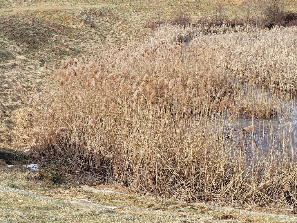 European reed from Howard, Maryland, United States on January 19, 2022 ...