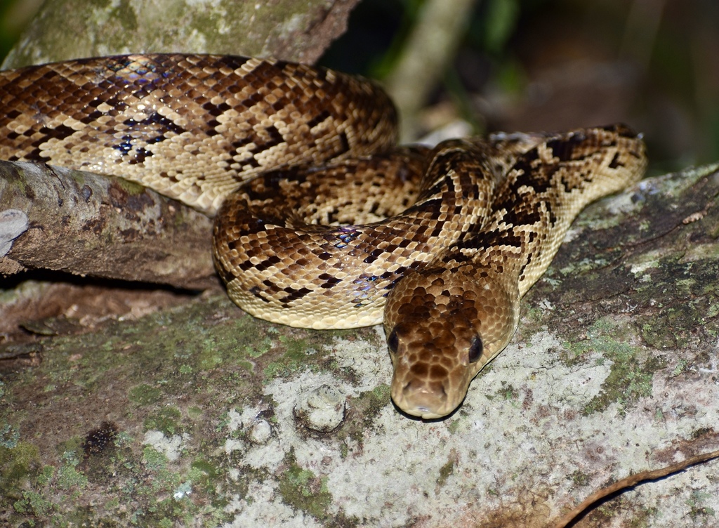 Cuban Tree Boa in January 2022 by Alexis Felipe · iNaturalist