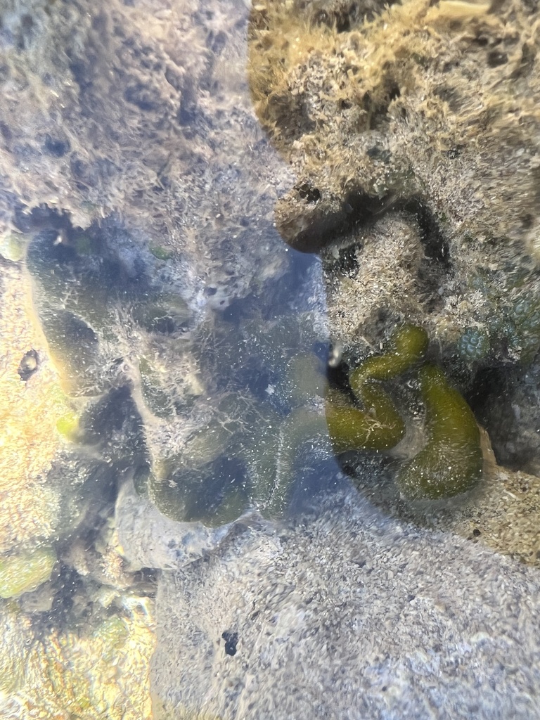 (Codium arabicum) - Botanical Realm