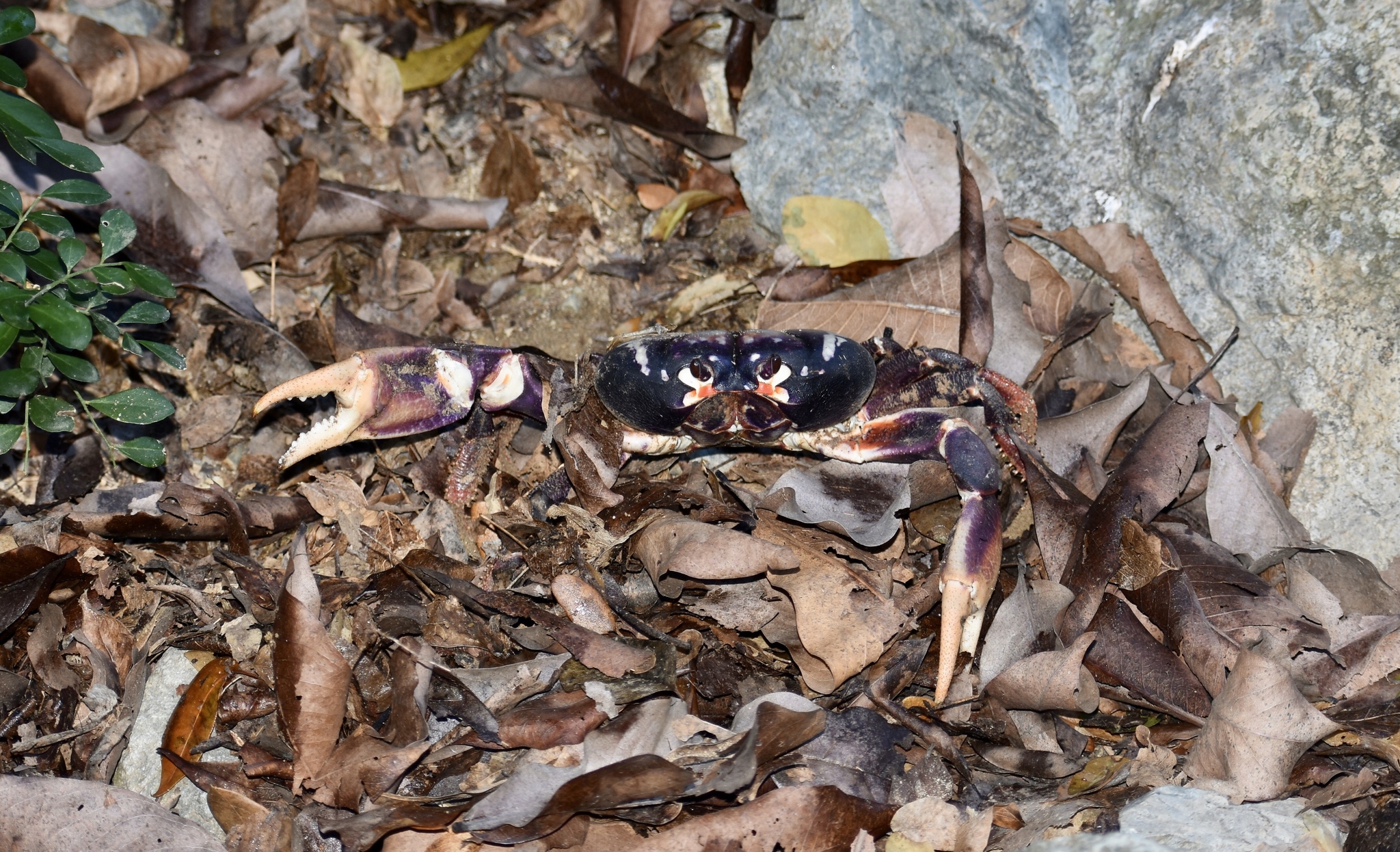 Gecarcinus ruricola (Linnaeus, 1758)