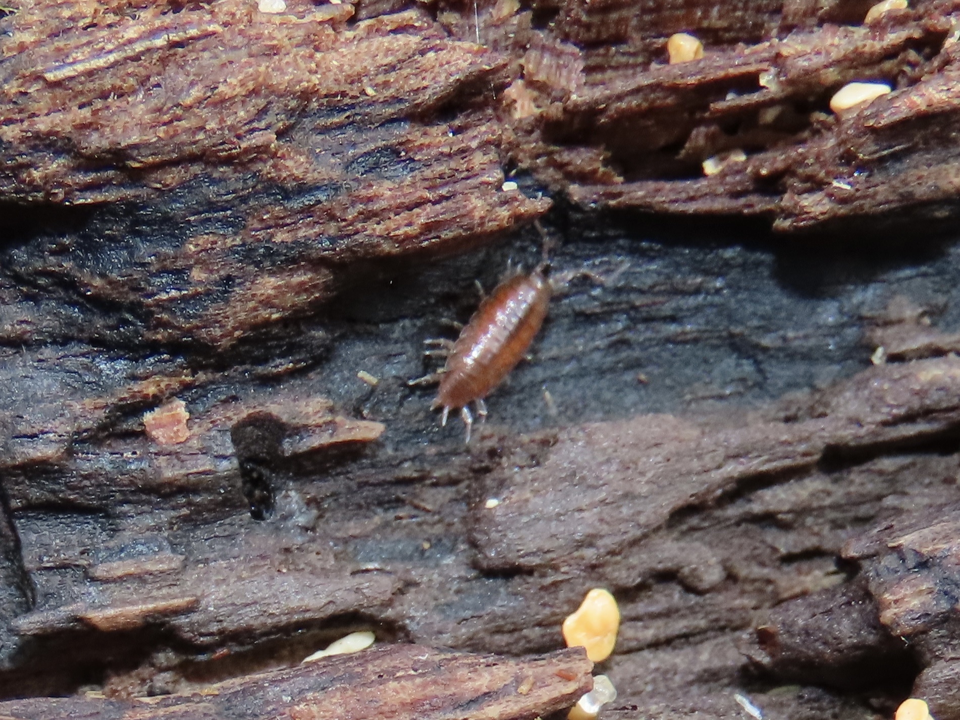 Littorophiloscia culebrae (Moore, 1901)