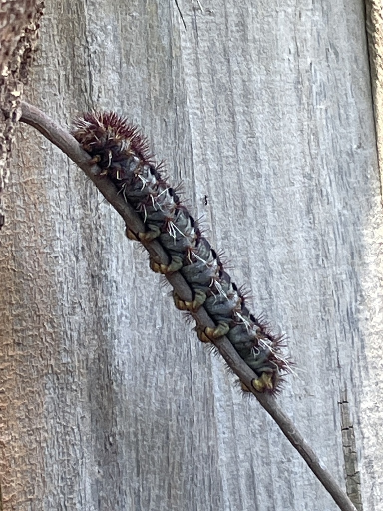 Batwing Moth from Frankston South, VIC, AU on January 20, 2022 at 12:58 ...