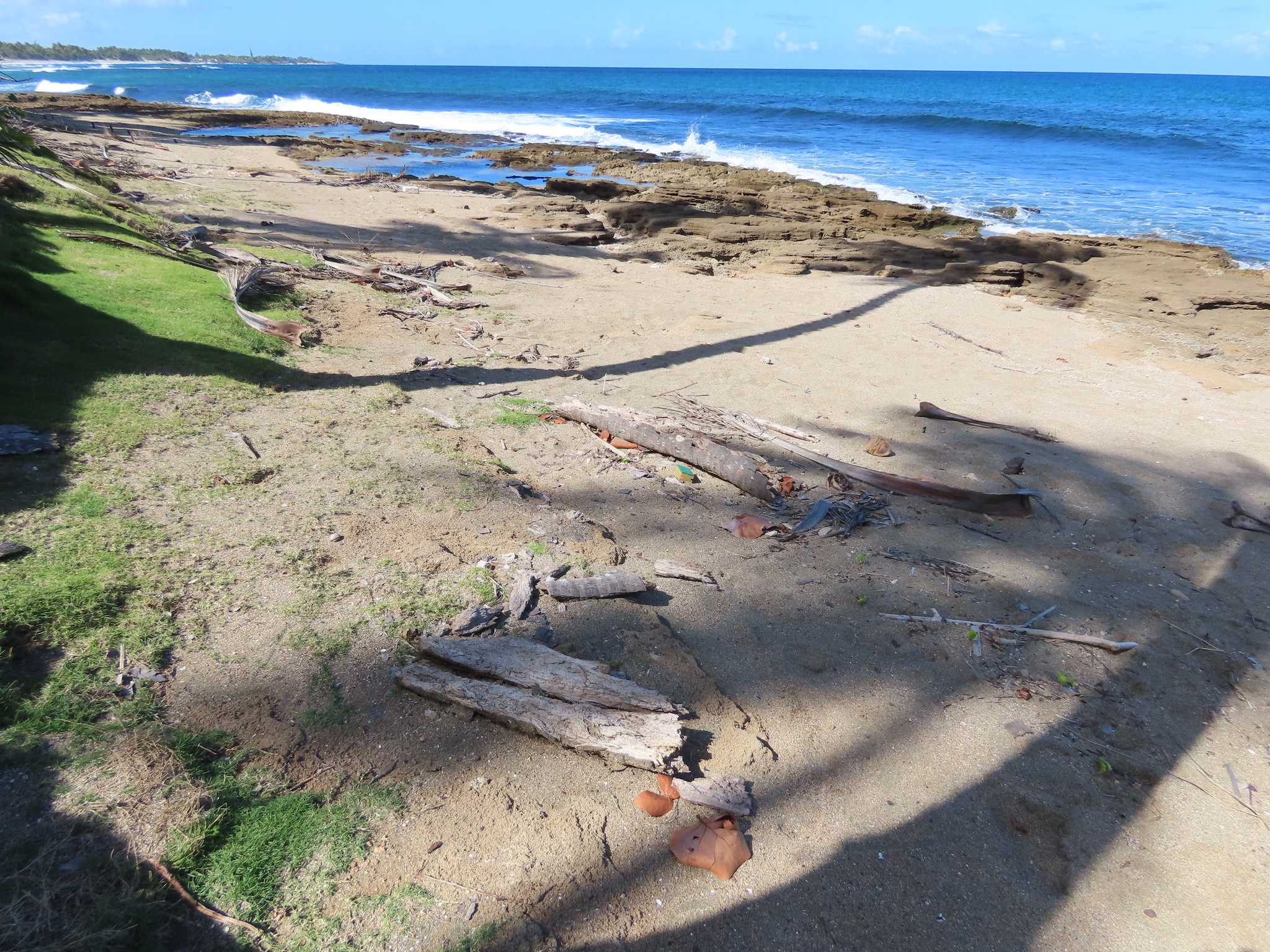 Littorophiloscia culebrae (Moore, 1901)