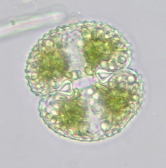 Cosmarium (ACC common pond water sample organisms) · iNaturalist