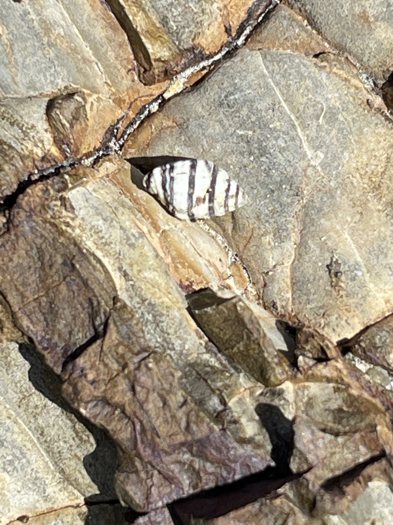 Engina lineata from Woolgoolga Bay, Woolgoolga, NSW, AU on January 14 ...