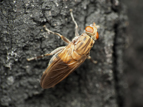 Brachyopa vacua · iNaturalist Mexico