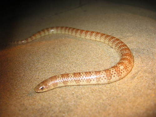 Sonora cincta (Guía de Anfibios y Reptiles de Álamos, Sonora) · iNaturalist