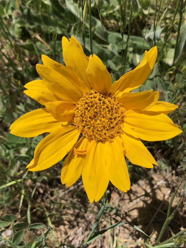 narrowleaf mule-ears from Joseph D. Grant County Park, Mount Hamilton ...