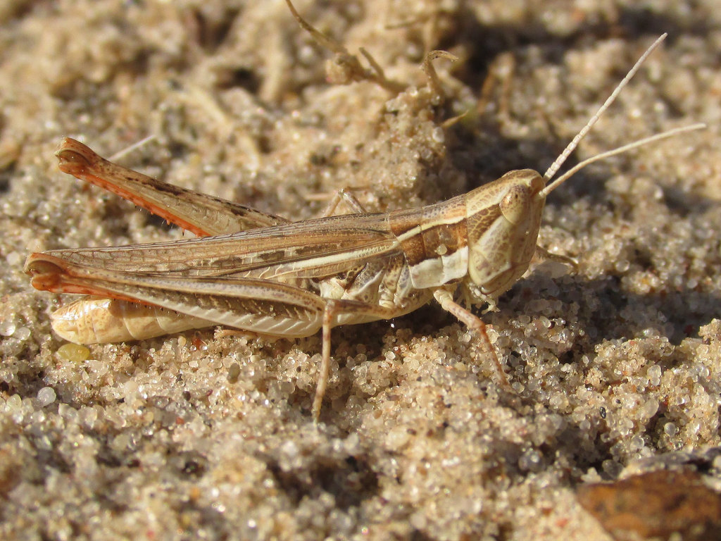 Spotted Wing Grasshopper (Grasshoppers of Dillberry Lake Provincial ...