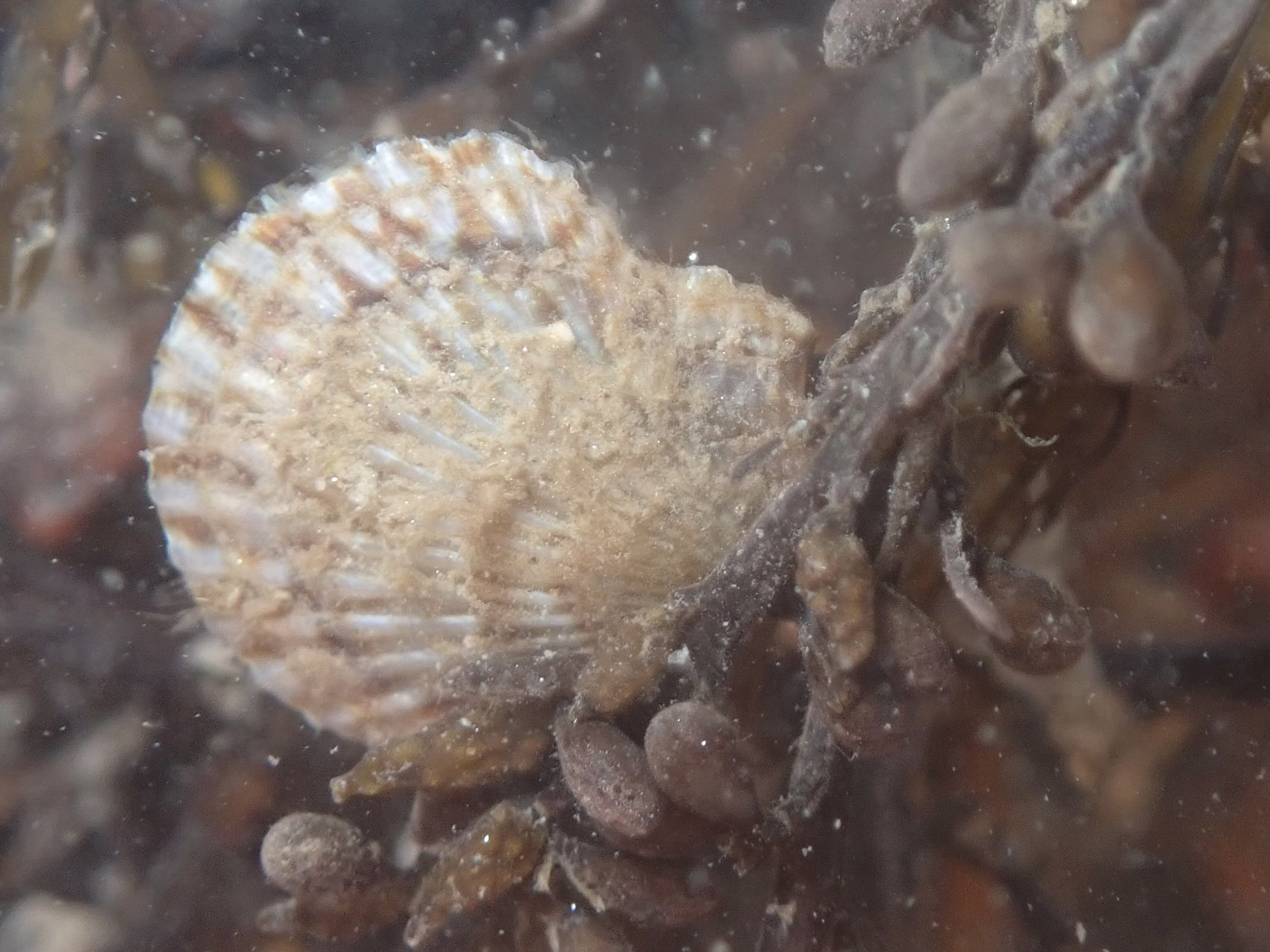 Leptopecten latiauratus (Conrad, 1837)