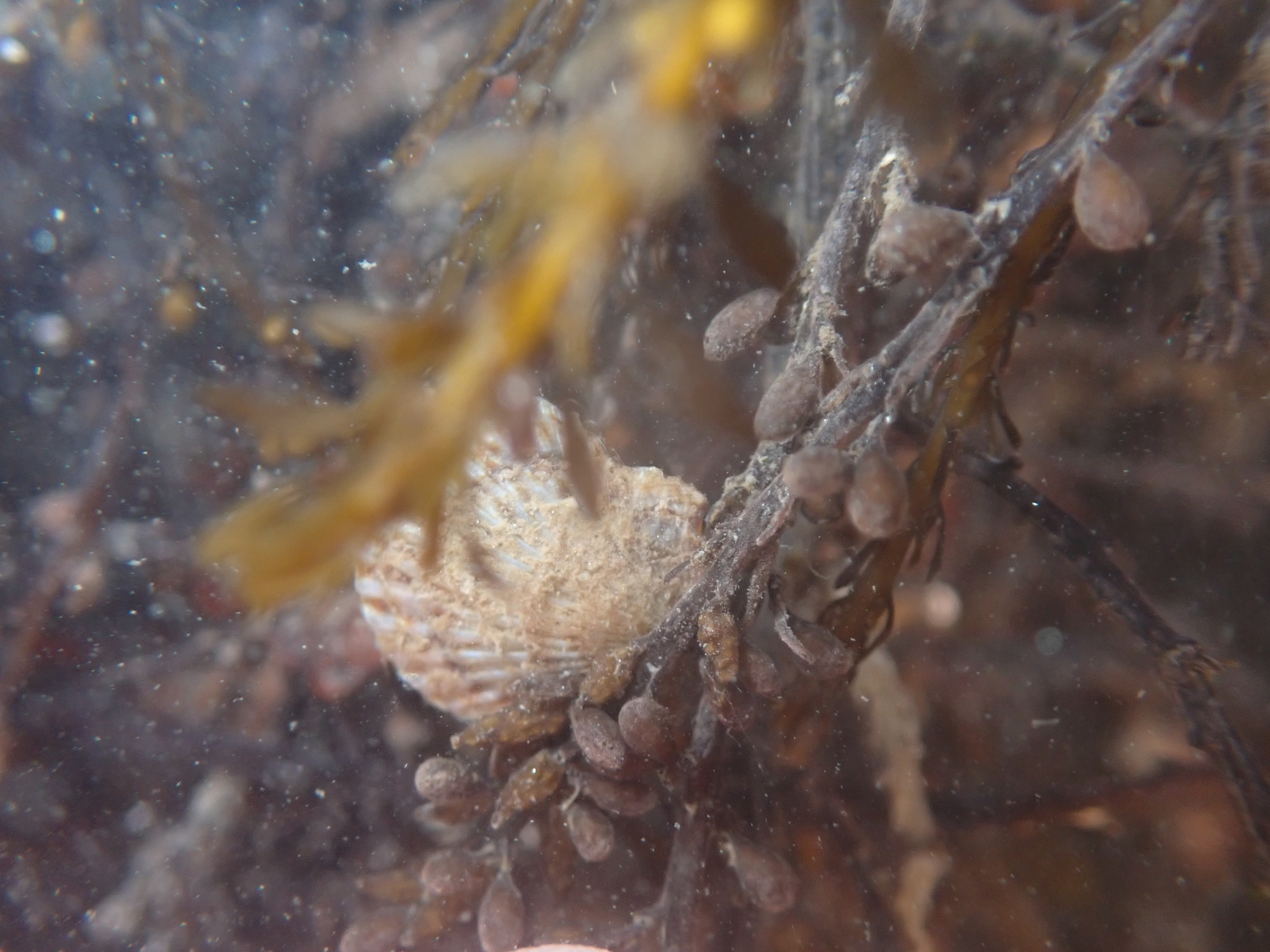 Leptopecten latiauratus (Conrad, 1837)