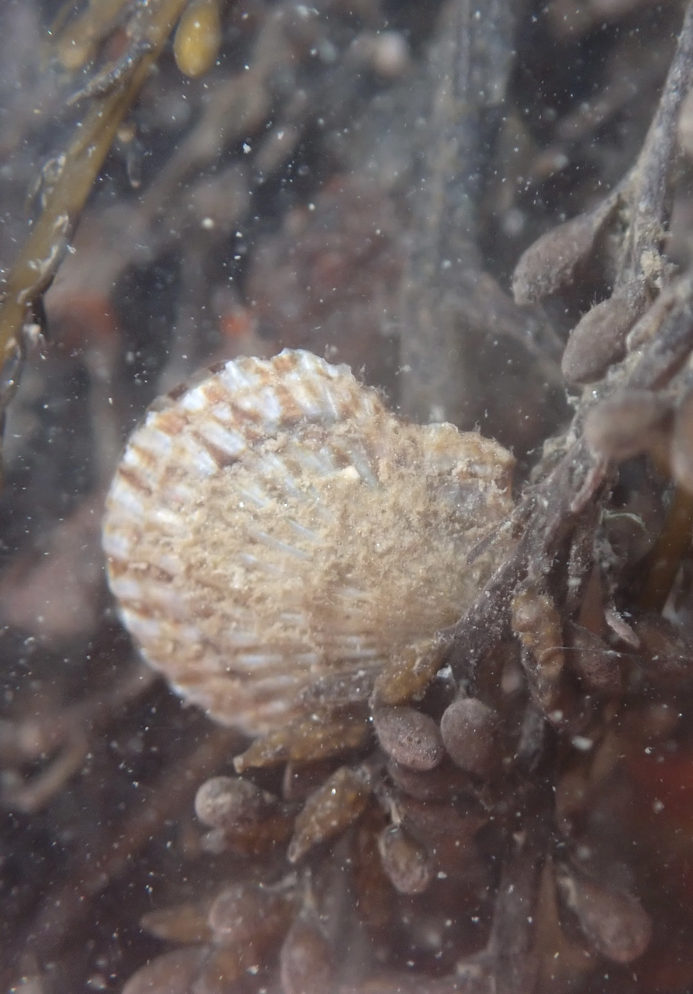 Leptopecten latiauratus (Conrad, 1837)