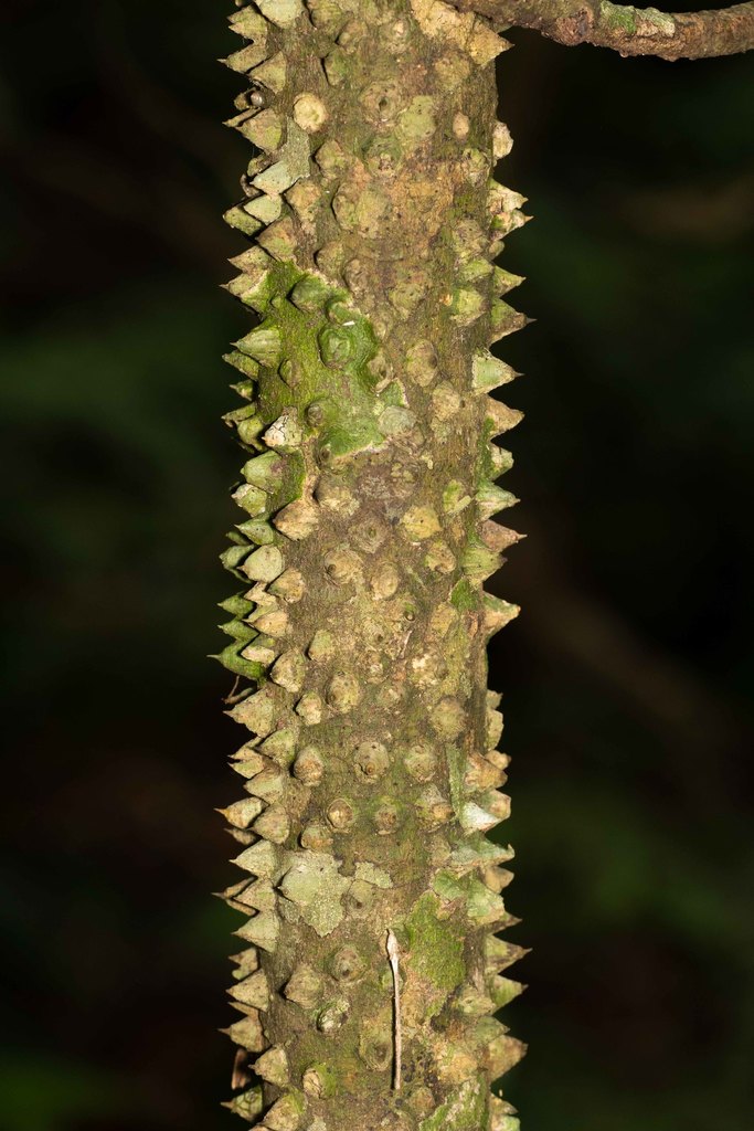 Satin Tree from East Haldon QLD 4343, Australia on January 17, 2022 at ...