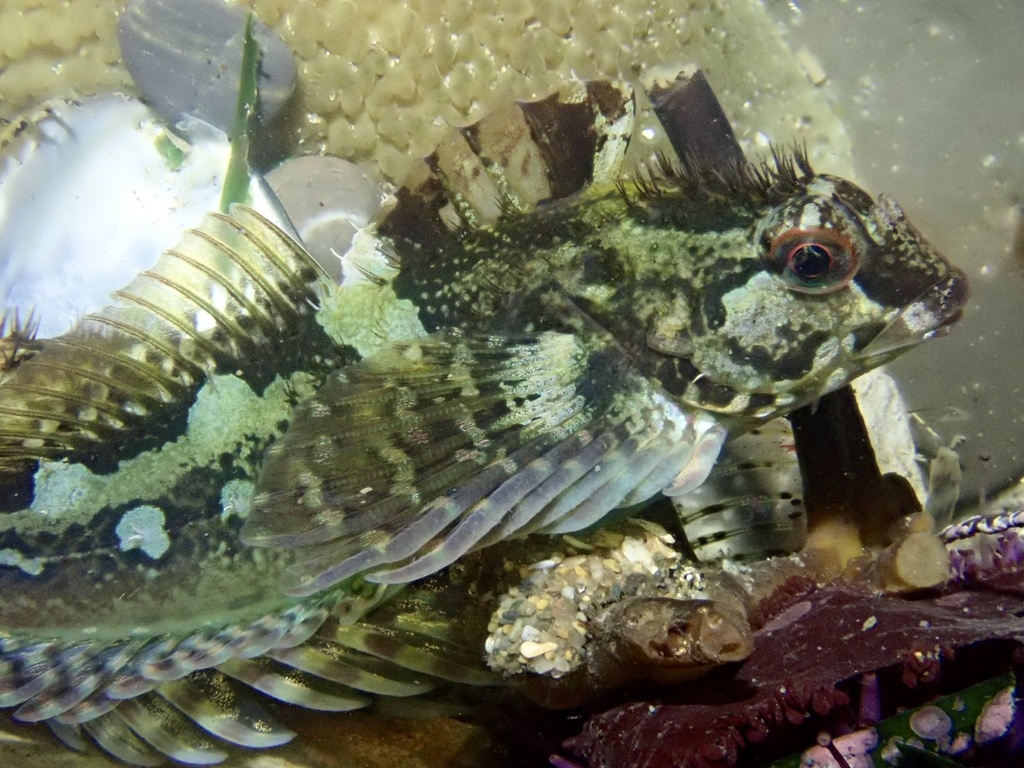 Fluffy Sculpin (Oligocottus snyderi) - Marine Life Identification